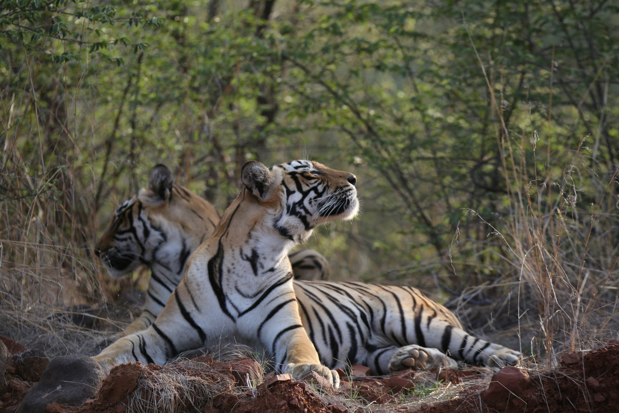 Amazing wildlife encounters for nature lovers