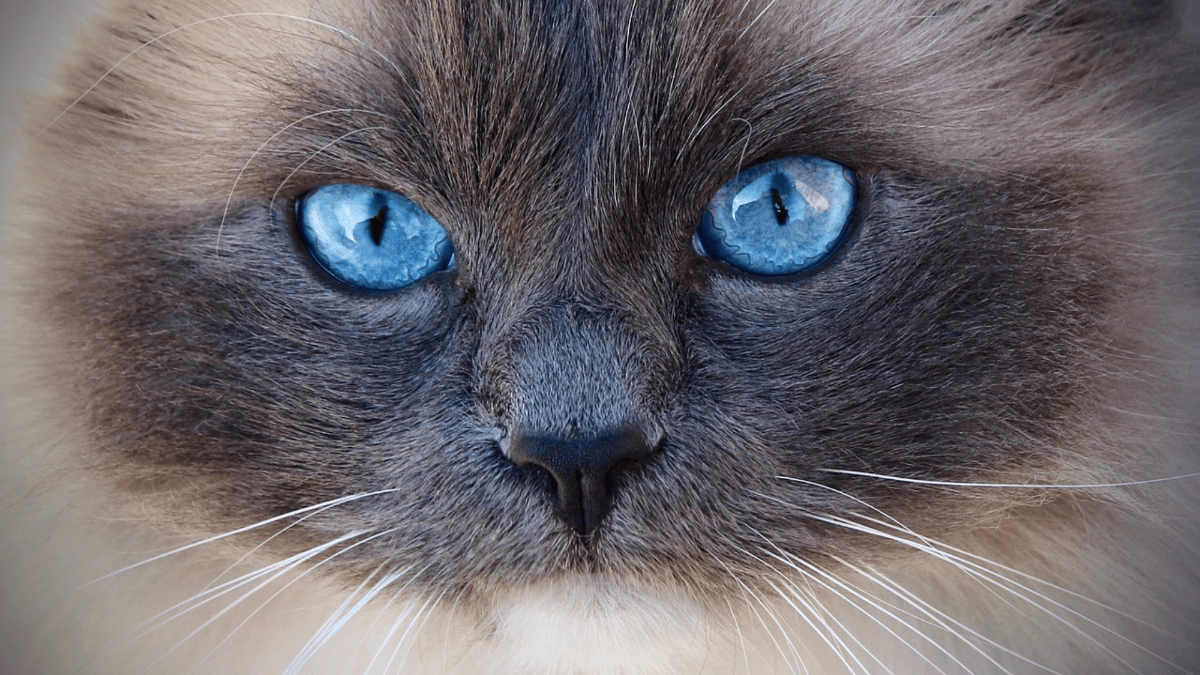 Feline behavior experts reveal why cats flop down in front of you