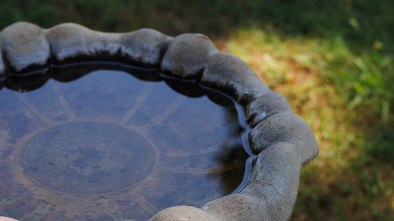 What to do if you find algae in your birdbath