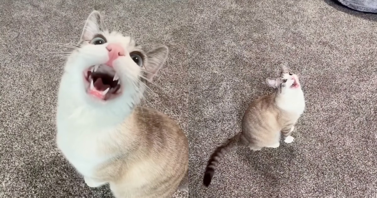 Cat is 'weirdly obsessed' with ceiling fans
