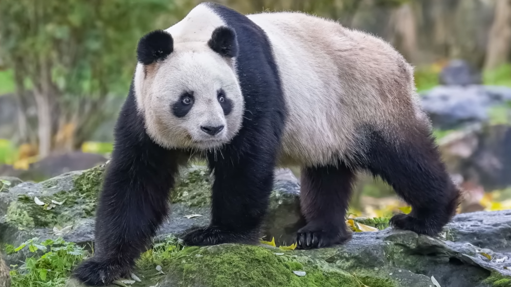 This wild panda bit a man’s leg off - then it escaped local police