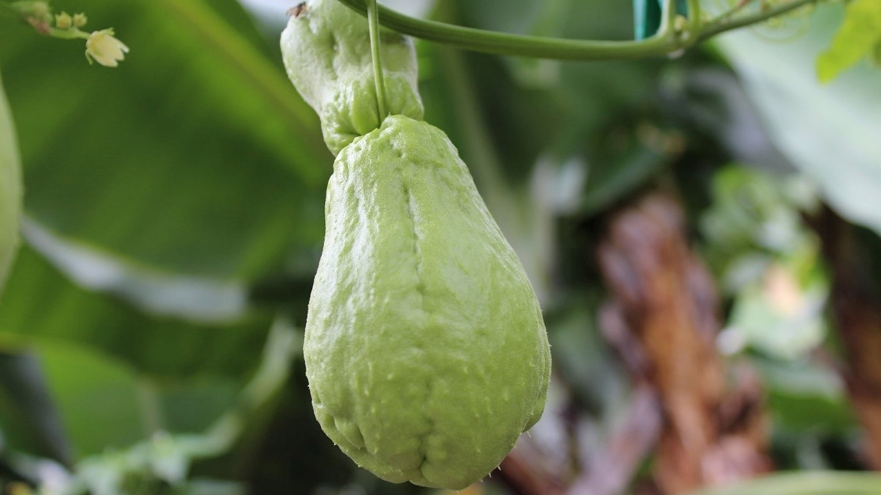 Studies report chayote consumption linked to key digestive and ...
