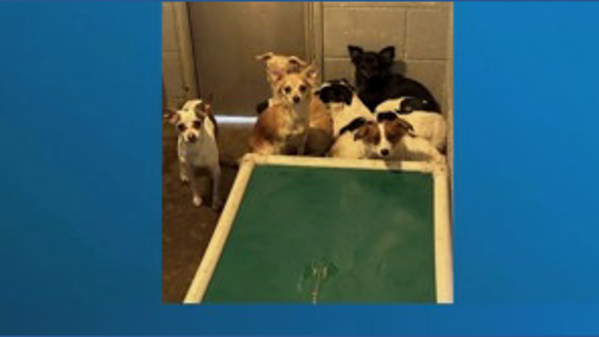 Animal shelter puts up 'Taco Bell menu item' dogs for adoption