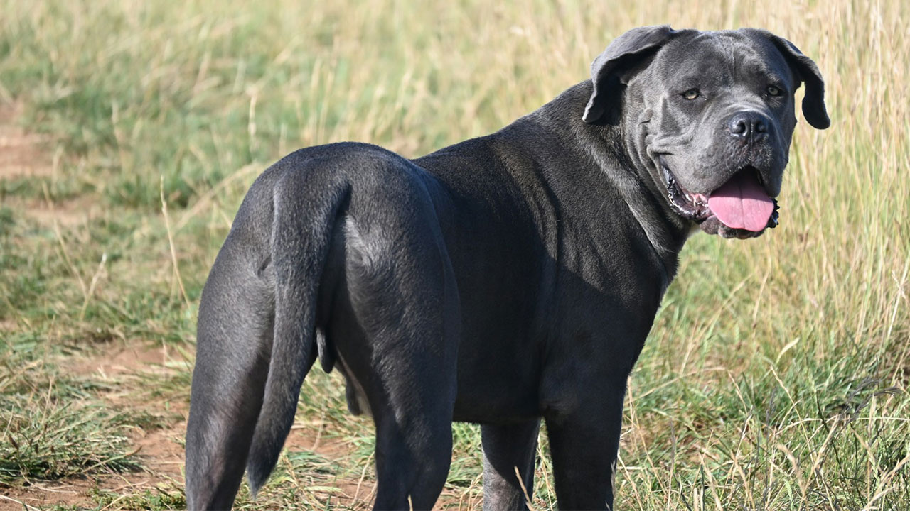 20 dog breeds that are too much dog for most owners