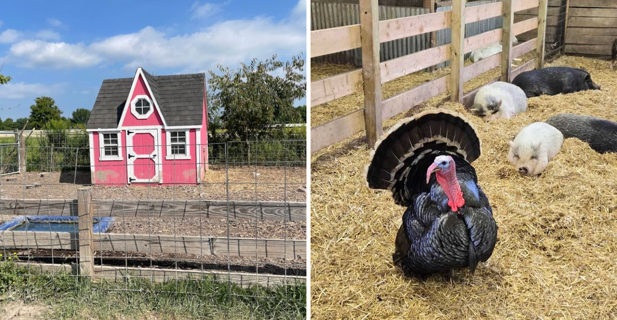 Pet rescued farm animals at this heartwarming Indiana sanctuary for ...