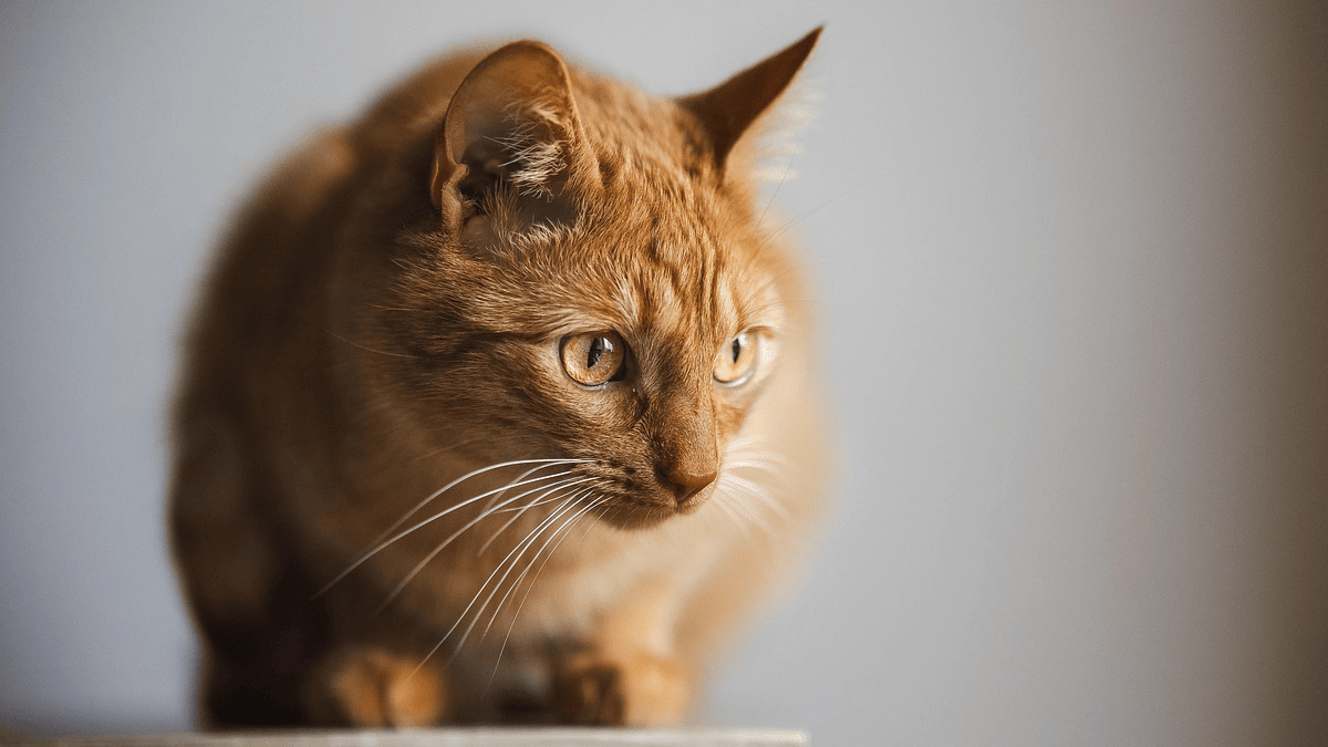 What happens when your cat is left alone at home? Here's what it does