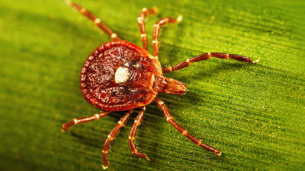 Pennsylvania health officials tracking red meat allergy caused by lone ...