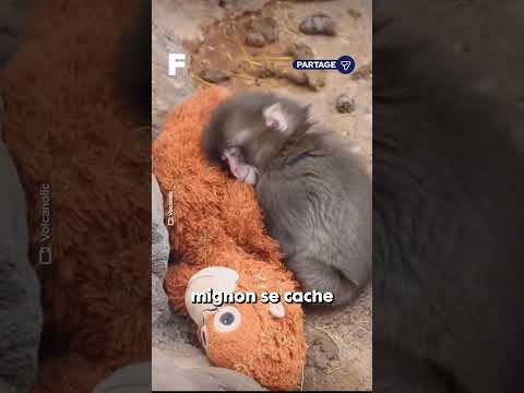 Rejeté à la naissance, ce bébé macaque ne quitte plus sa peluche