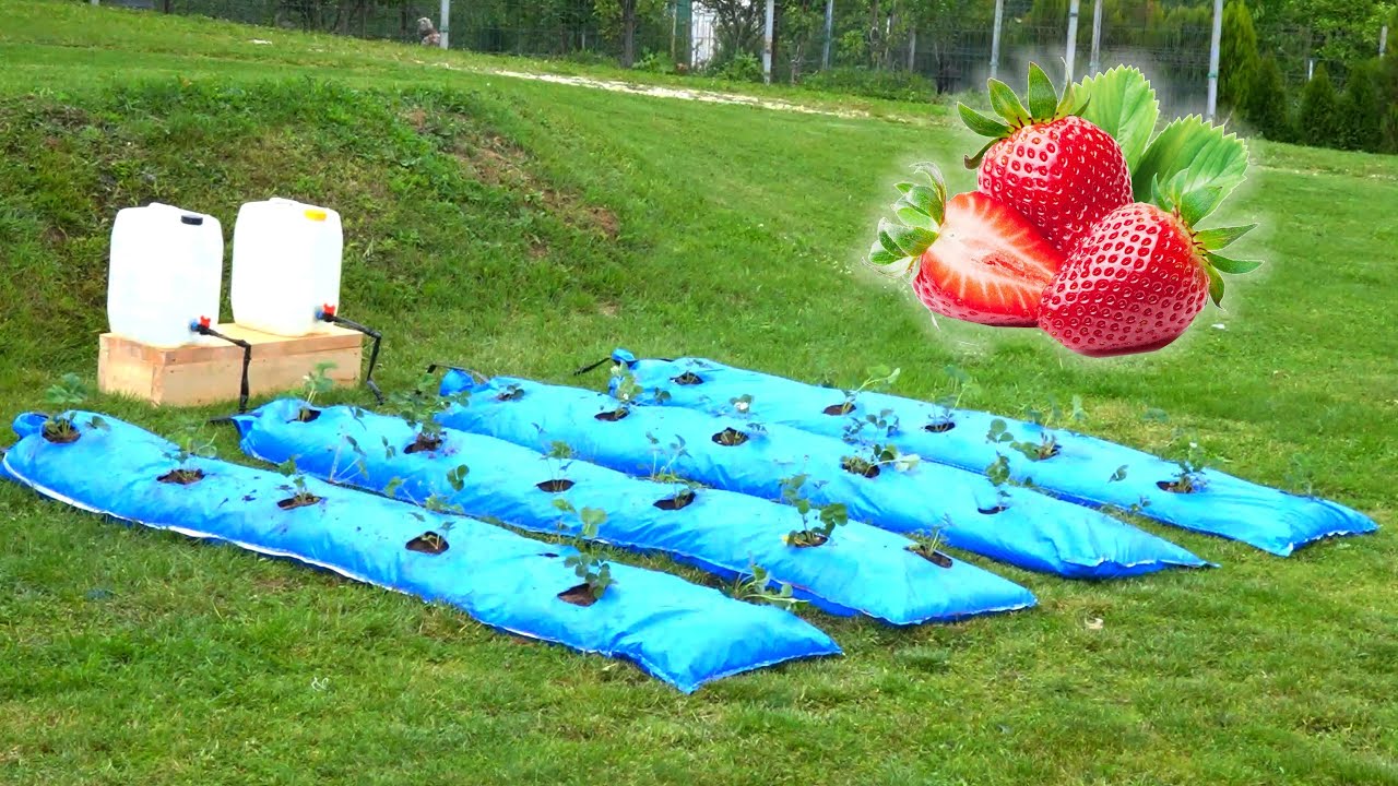 Growing your own fruits and vegetables! DIY gardening tips and tricks!