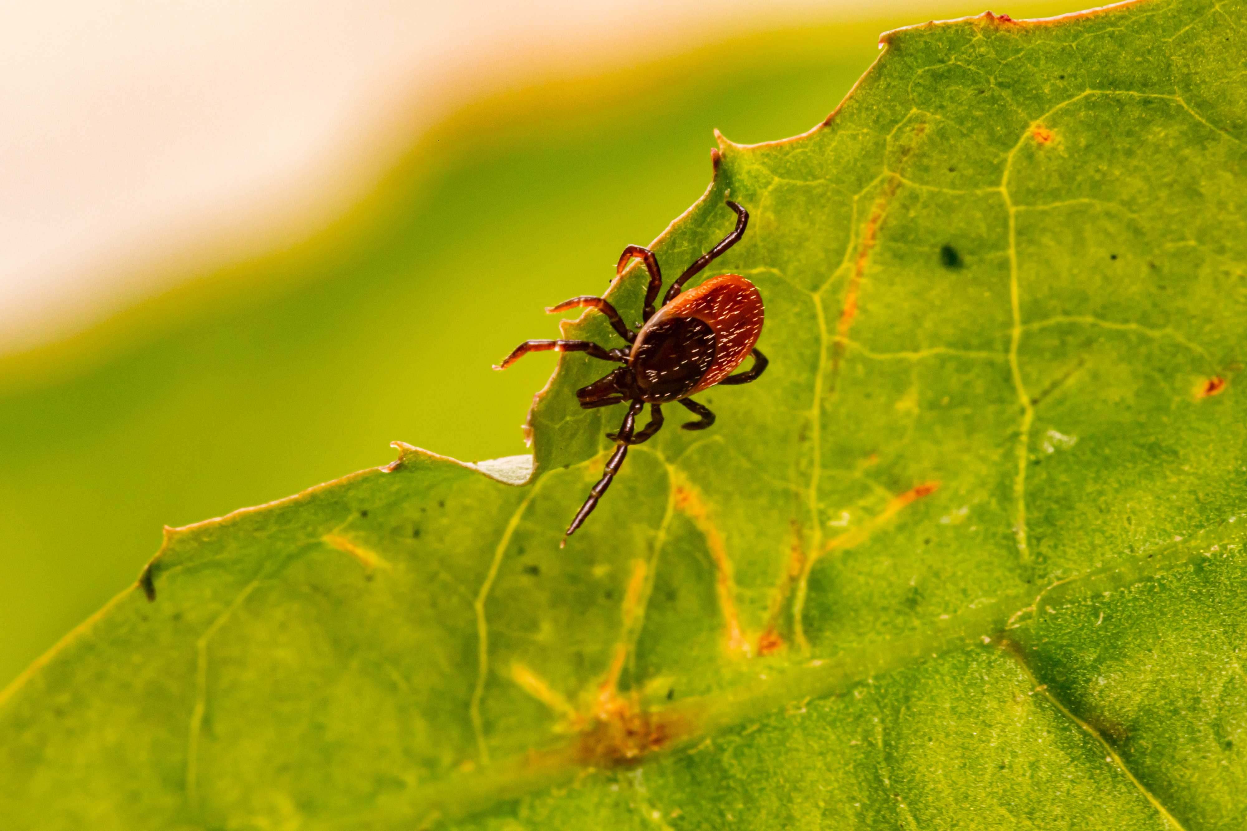 How to protect yourself and your pets as tick season begins