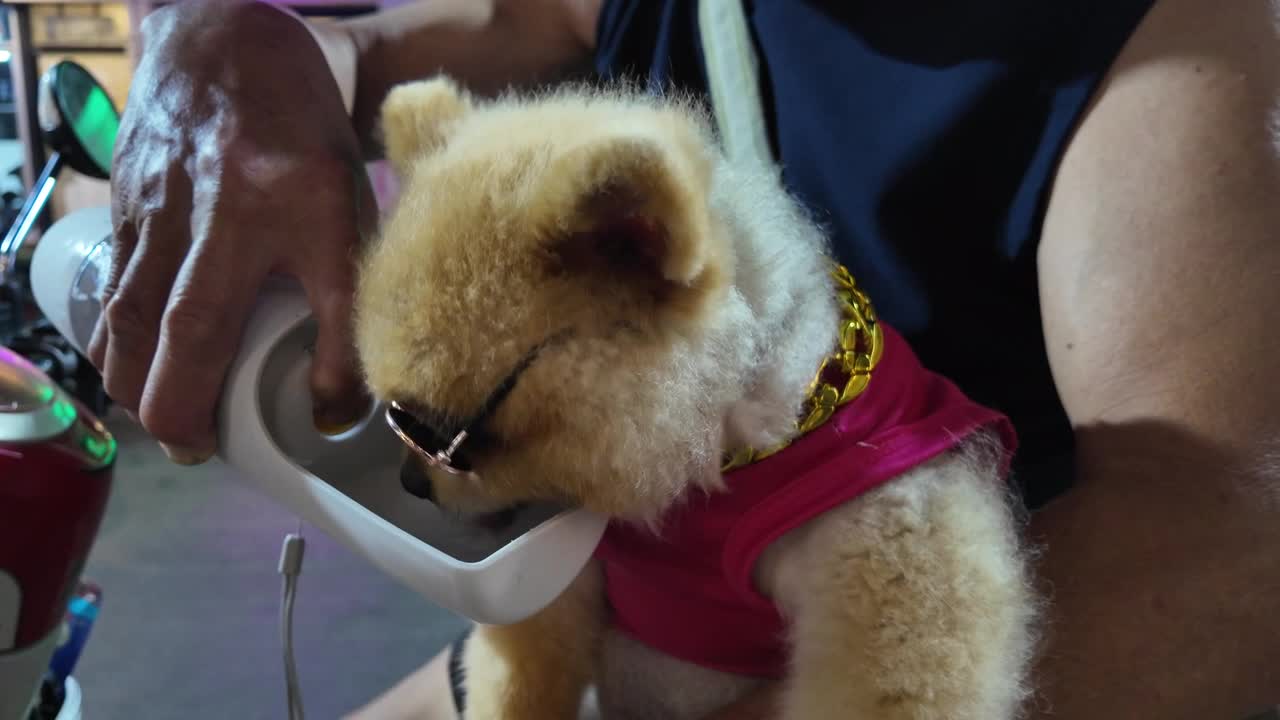 Meet Cee Wee: The stylish Pomeranian keeping cool in Chiang Mai's ...