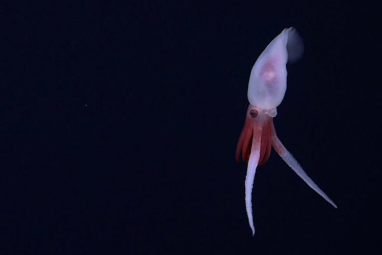 Ocean explorers stumbled upon a secret underwater mountain. Then the ...