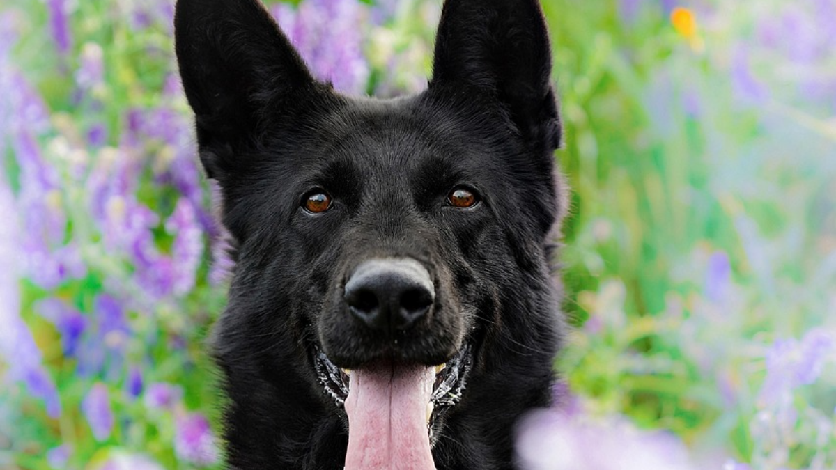 9 things your dog will do for you before saying goodbye (and it's ...