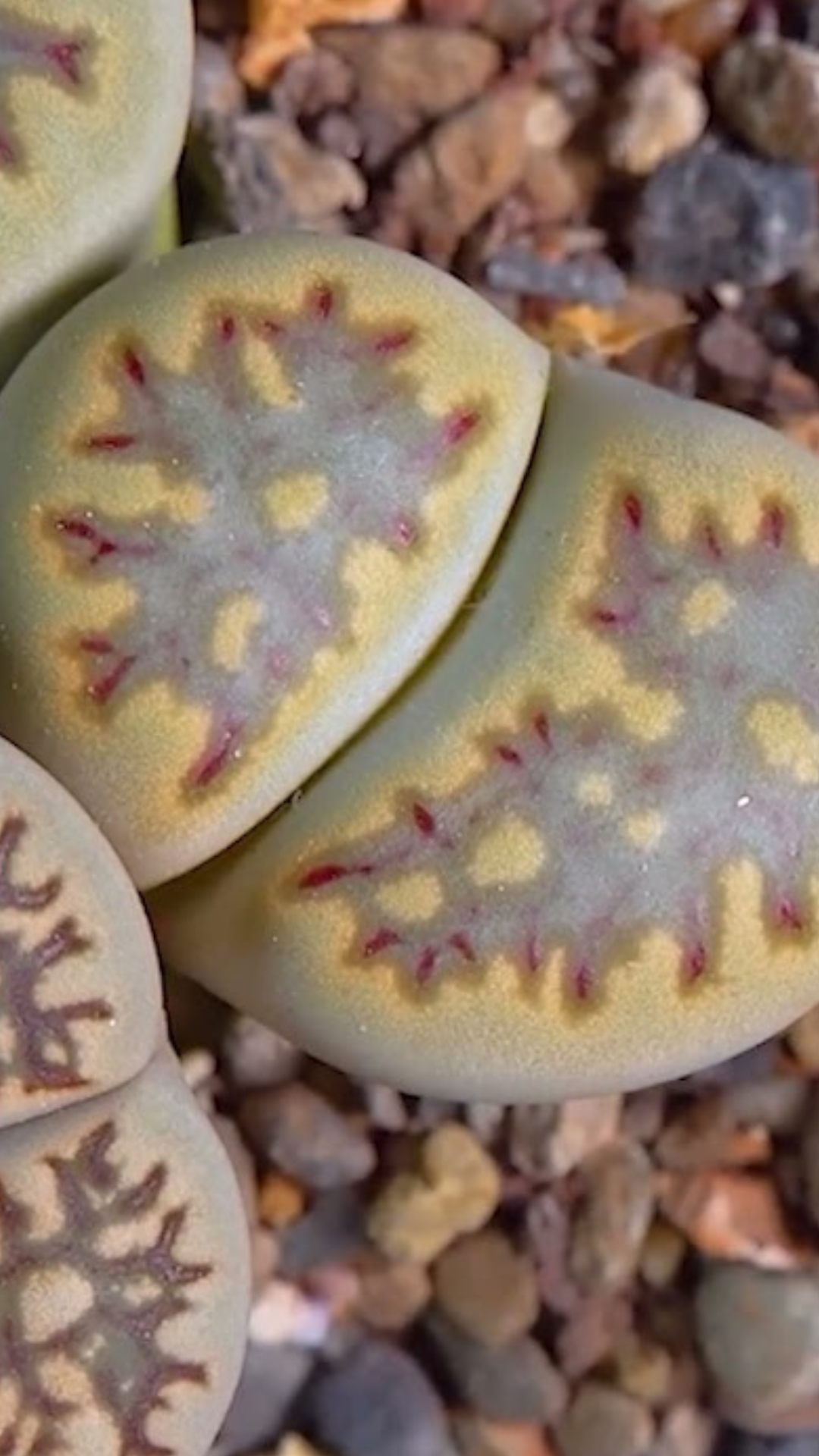 50 rare and unique succulents you need to see: stunning exotic plants