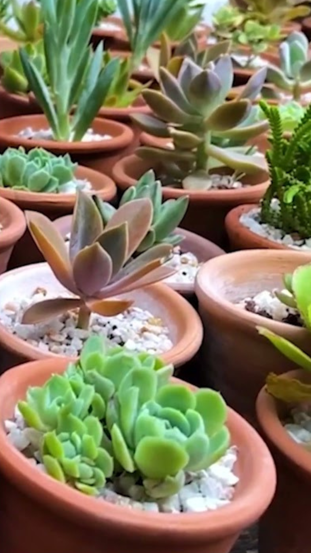 37 heat tolerant container plants for summer garden ideas that thrive ...