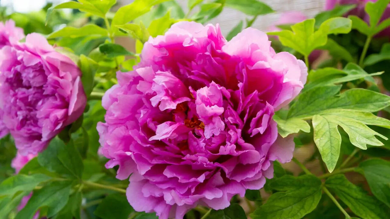 6 rose-like flowers perfect for balcony gardens and small spaces