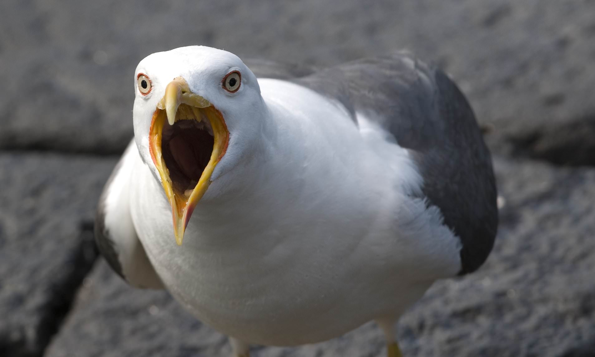 Angry birds! Be afraid... seagull attacks are now 'co-ordinated'
