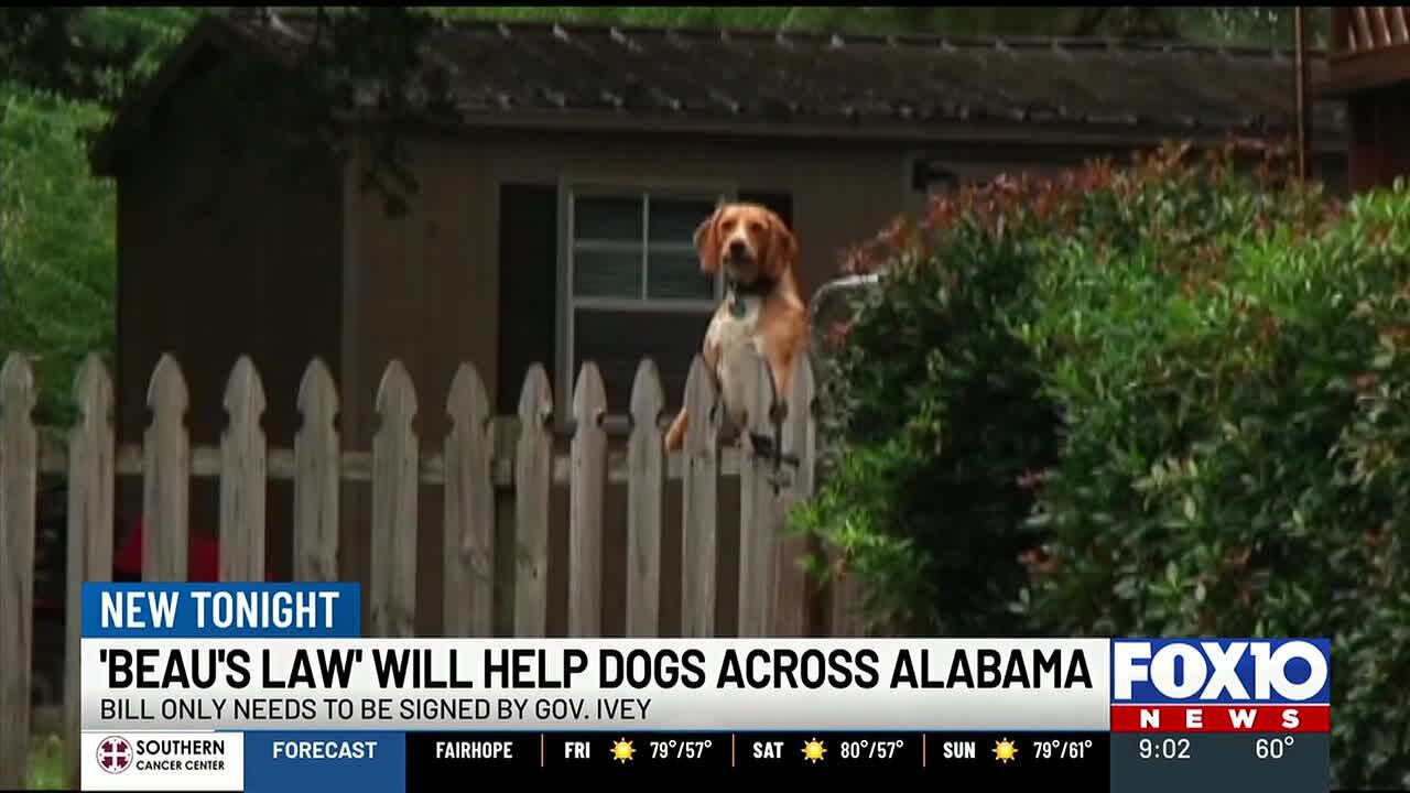 Bill setting statewide standards for dogs kept outdoors awaits the ...