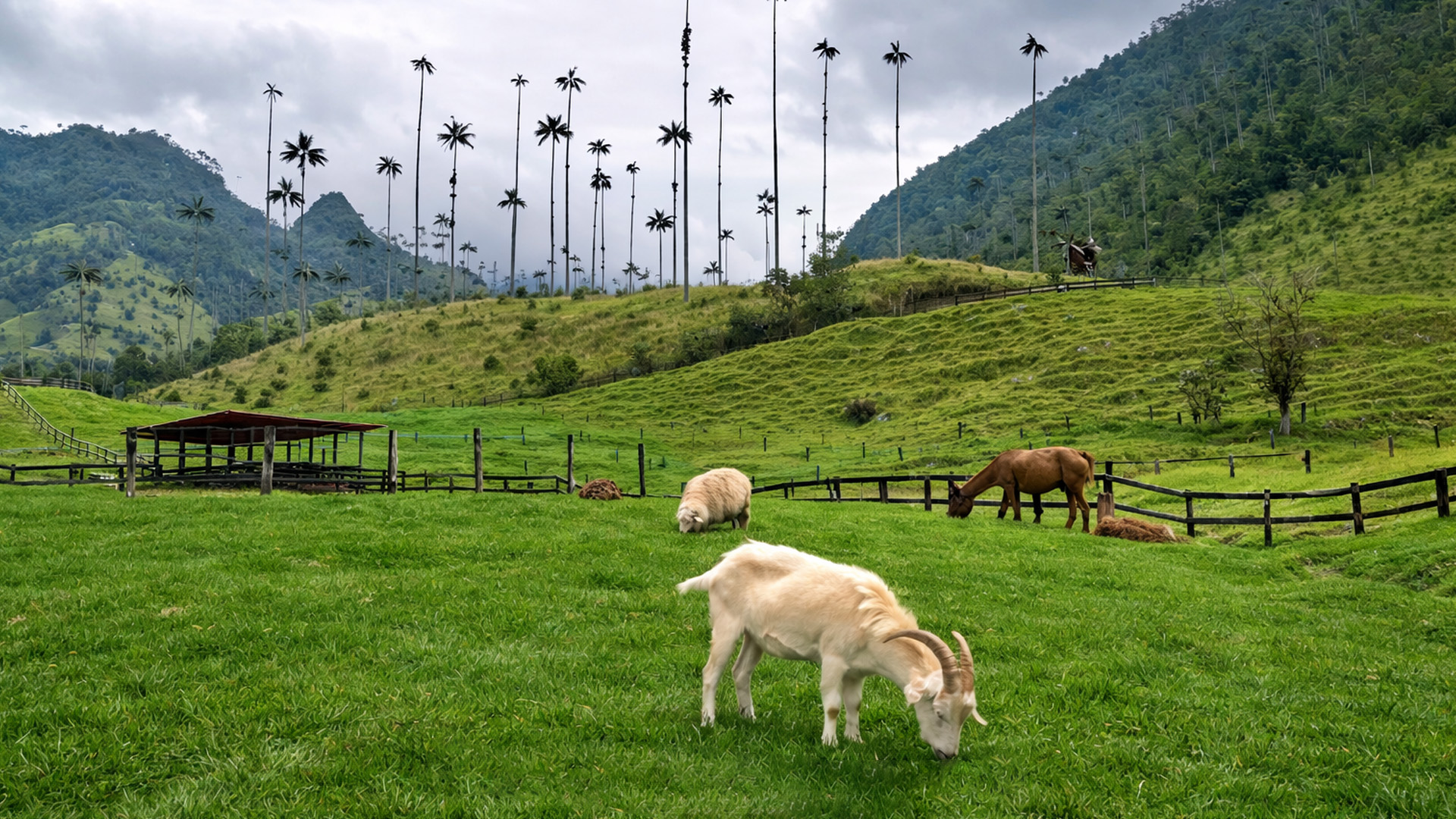 A valley of tall palm trees in the mountains of Colombia