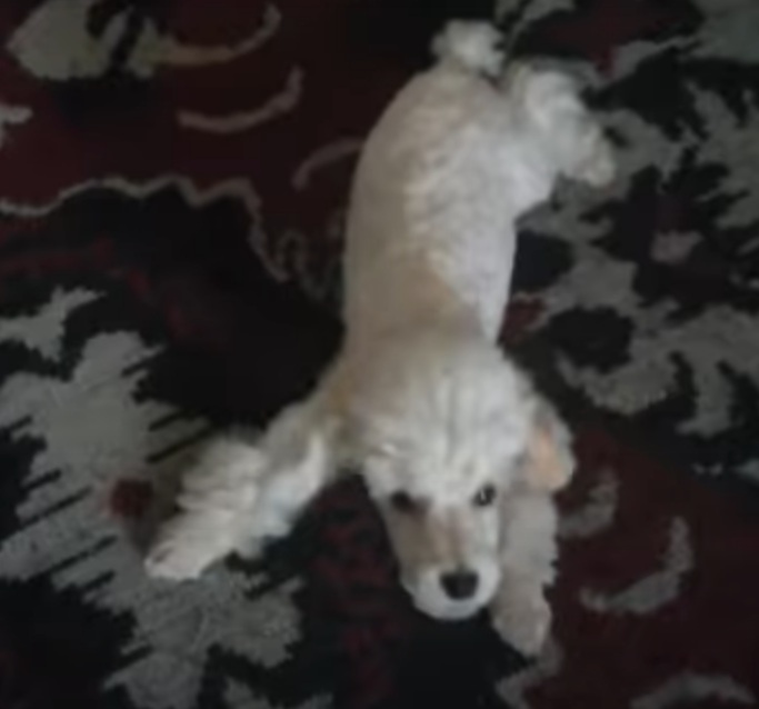 Confira as raças de cachorro conhecidas pela maior longevidade
