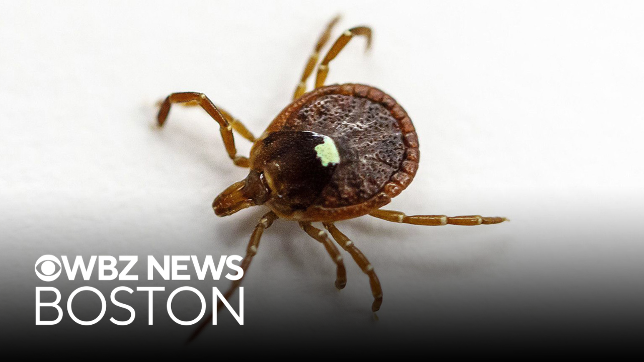 Mass. health officials now monitoring tick-borne alpha-gal syndrome