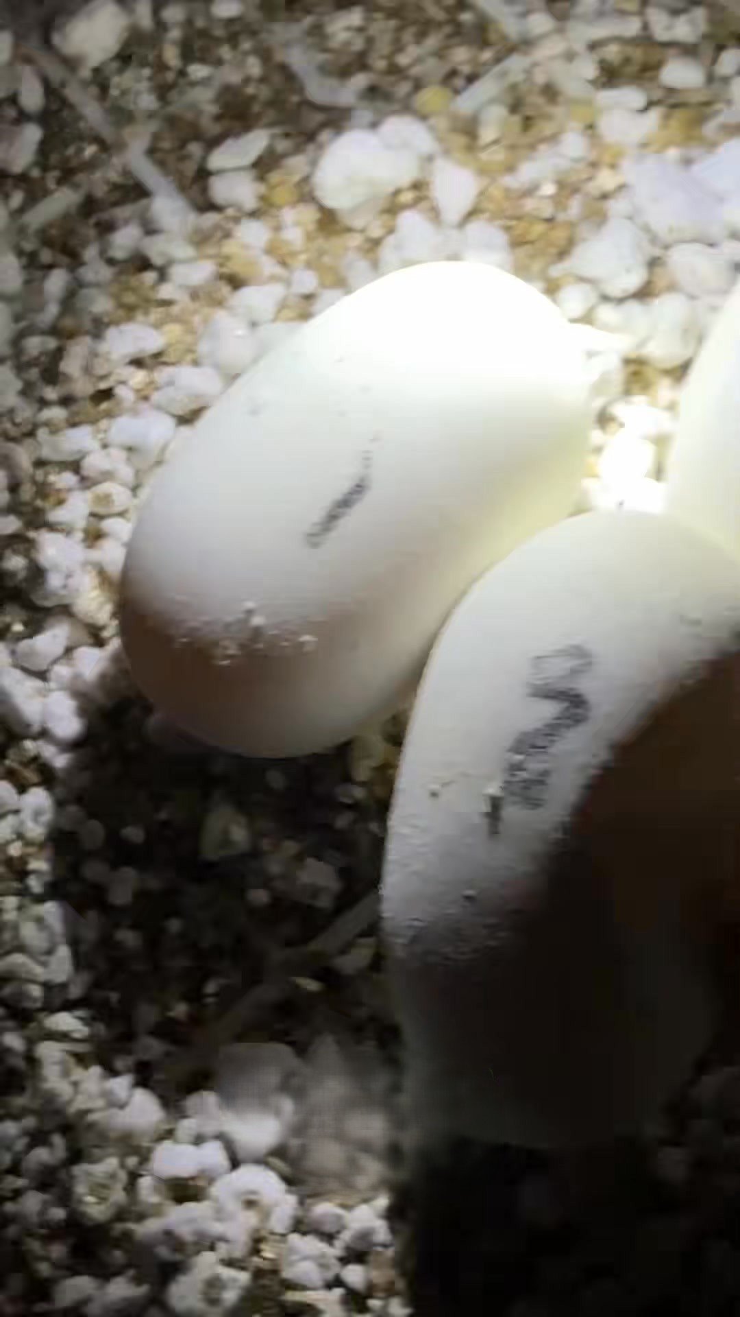 Children's pythons hatch after egg removal