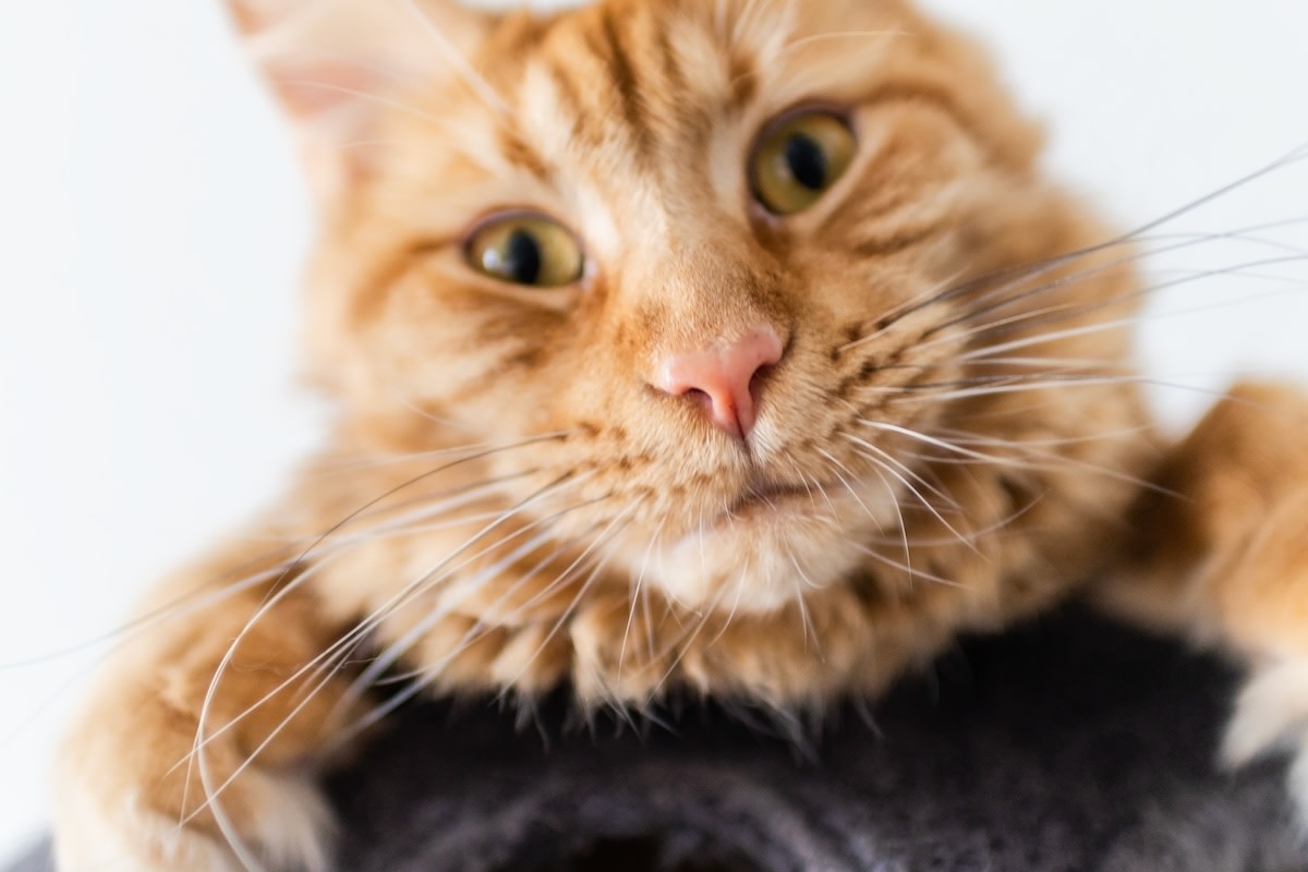 Orange Maine coon cat gets head stuck in box and it’s pure doofus energy