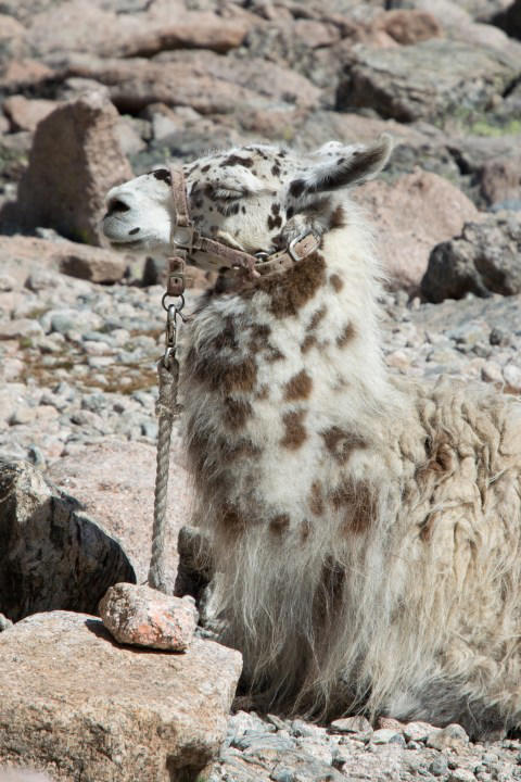 Did you know Rocky Mountain NP has llamas? Here’s how you can work with ...