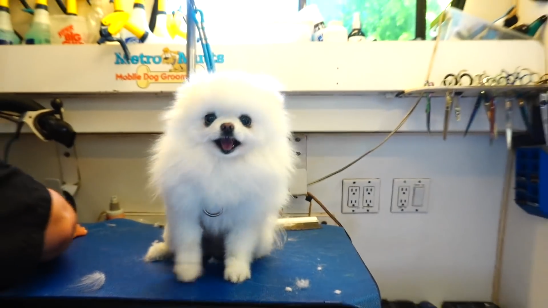 Tiny 3-pound puppy gets a grooming makeover