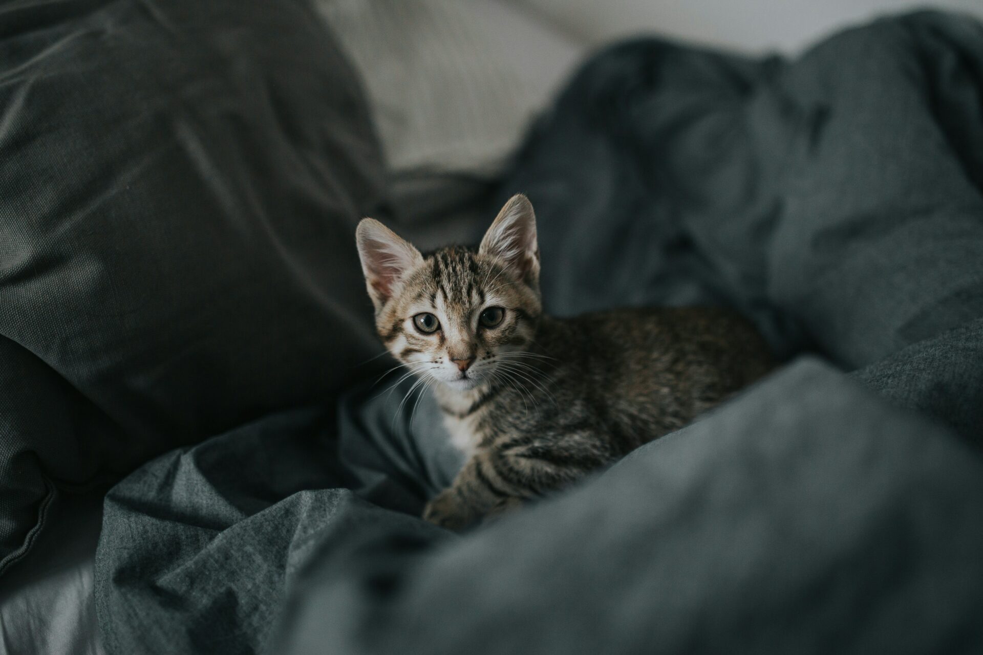12 fascinating cat behaviors you didn’t know about