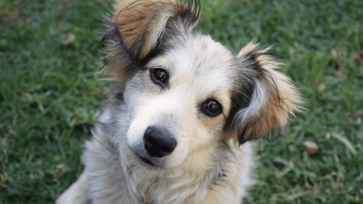 7 things good dog owners do for their pets, say veterinarians