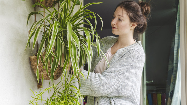 Spider plant varieties: How to choose the best houseplant