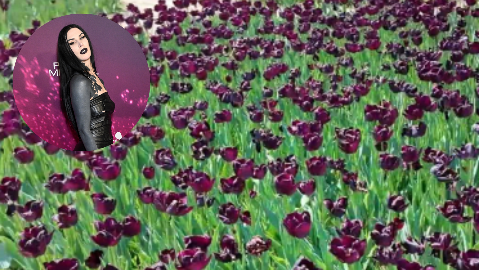 Celebrity tattoo artist Kat Von D plants thousands of black tulips next ...