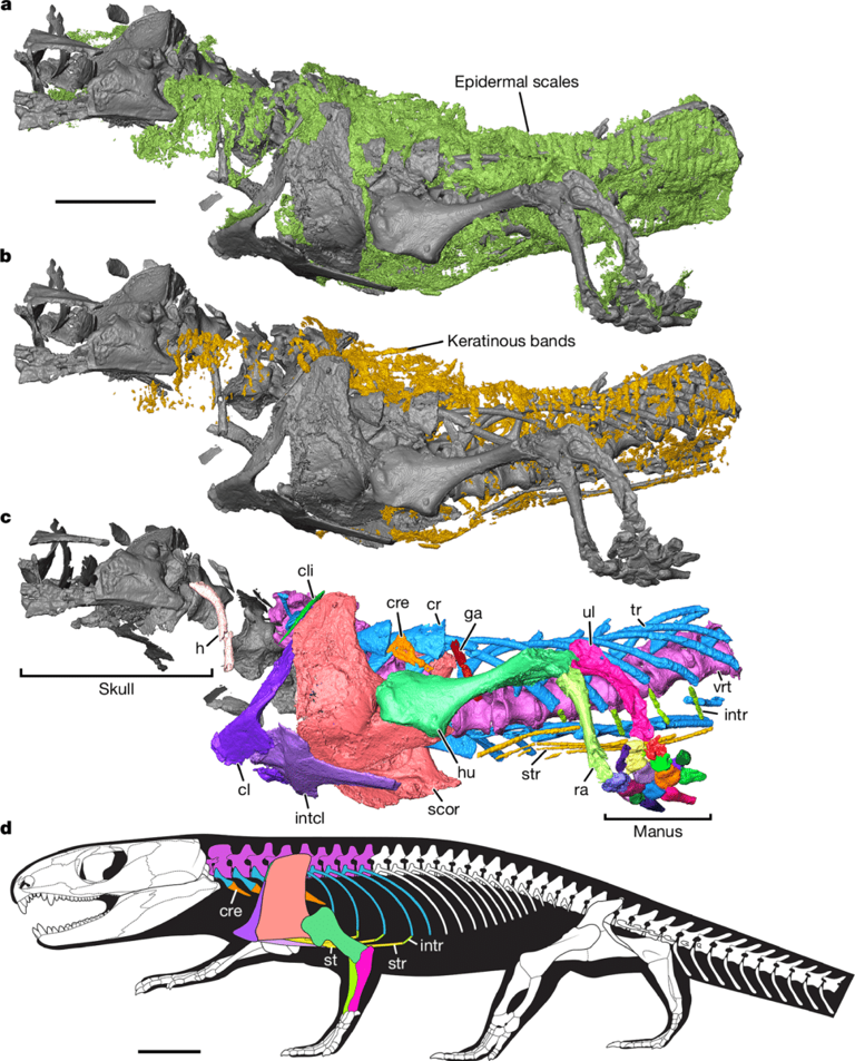 Scientists scanned tiny fossil still wrapped in skin, and discovered ...