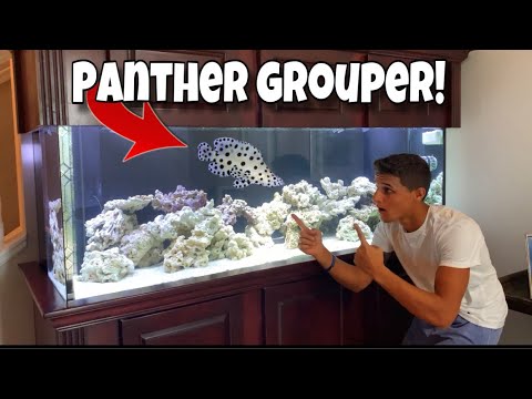 My new pet exotic panther grouper!