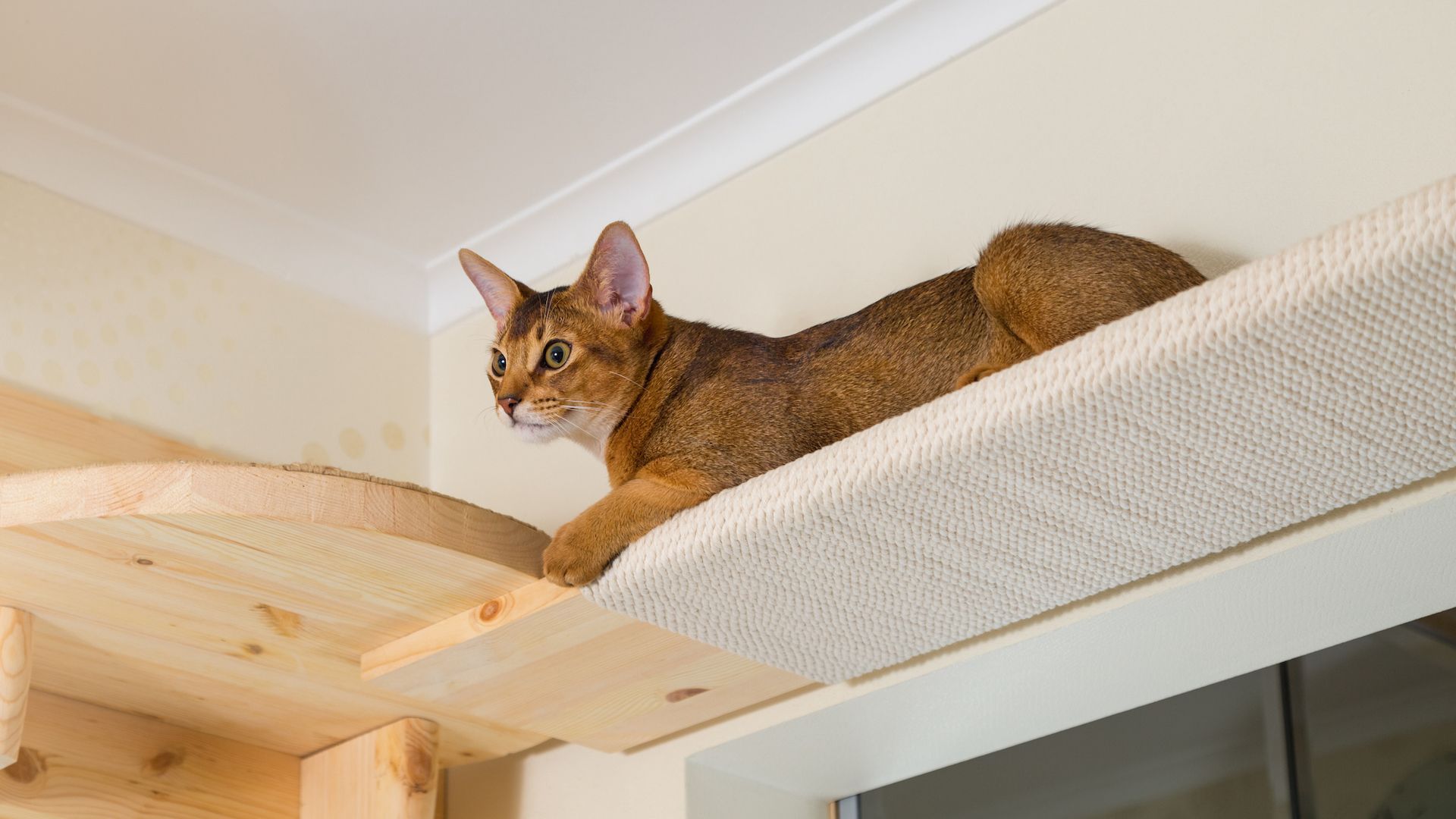 Fun facts about Abyssinian cats