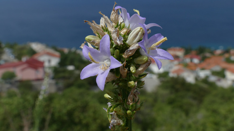 15 perennial flowers that will grow tall in your garden