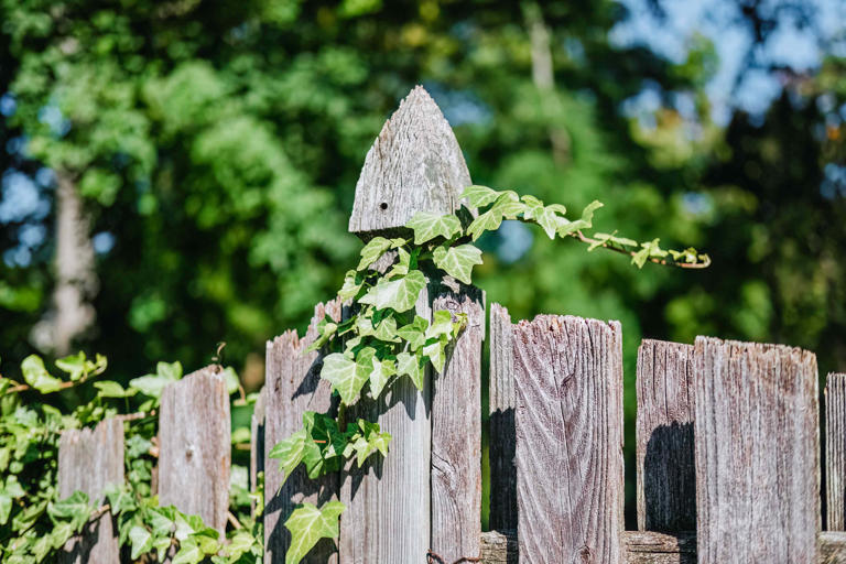 How to get rid of fast-growing vines on your fence for good