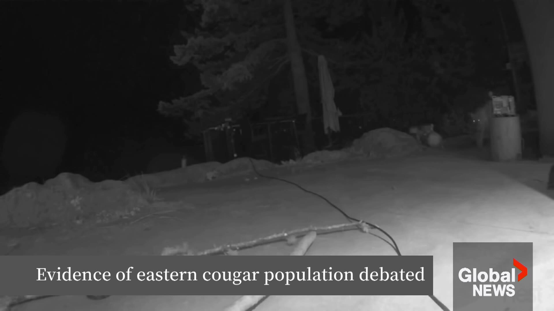 Suspected cougar sightings in Nova Scotia cause dispute between ...