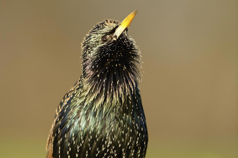 New guidance for feeding garden birds after annual count