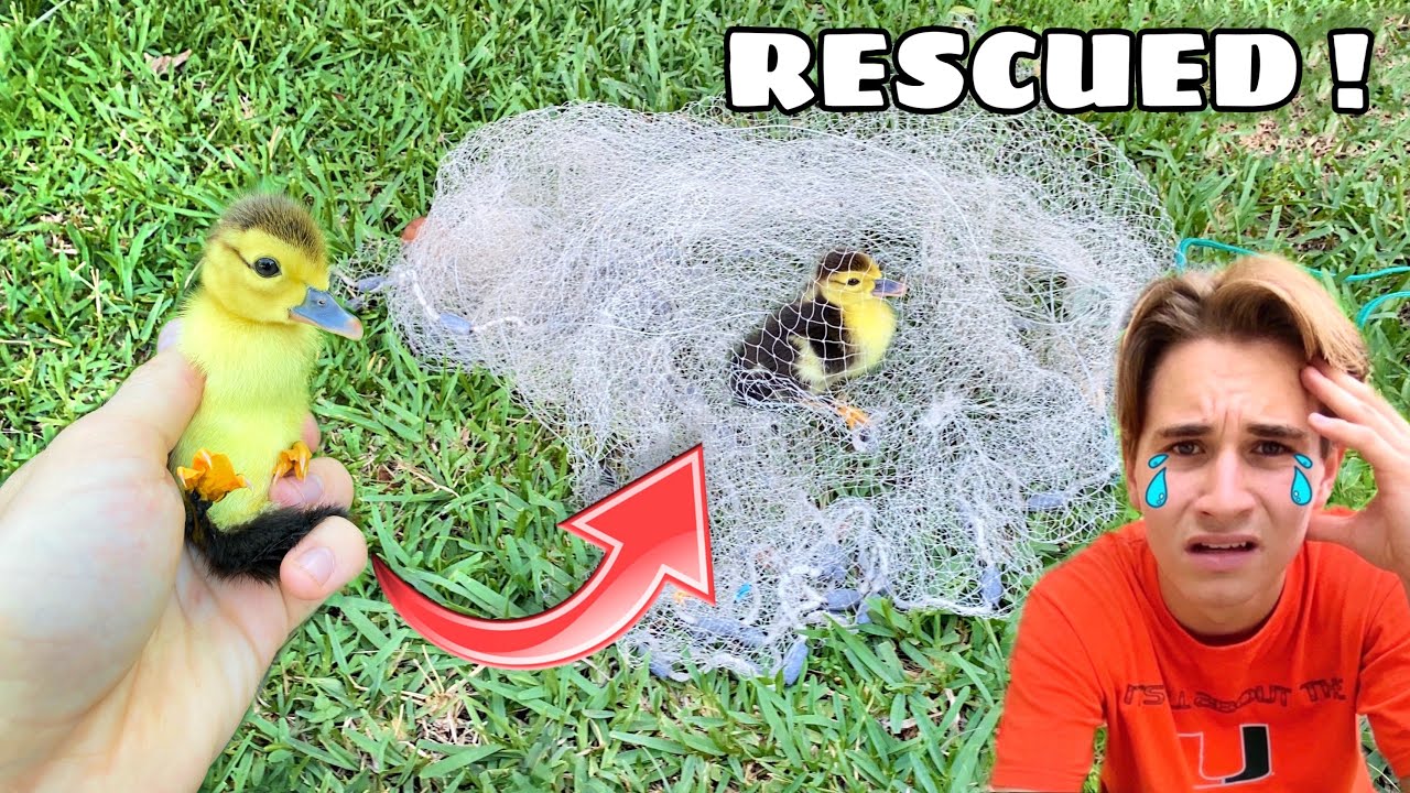 Rescued! Baby duck found tangled in cast net! What now?