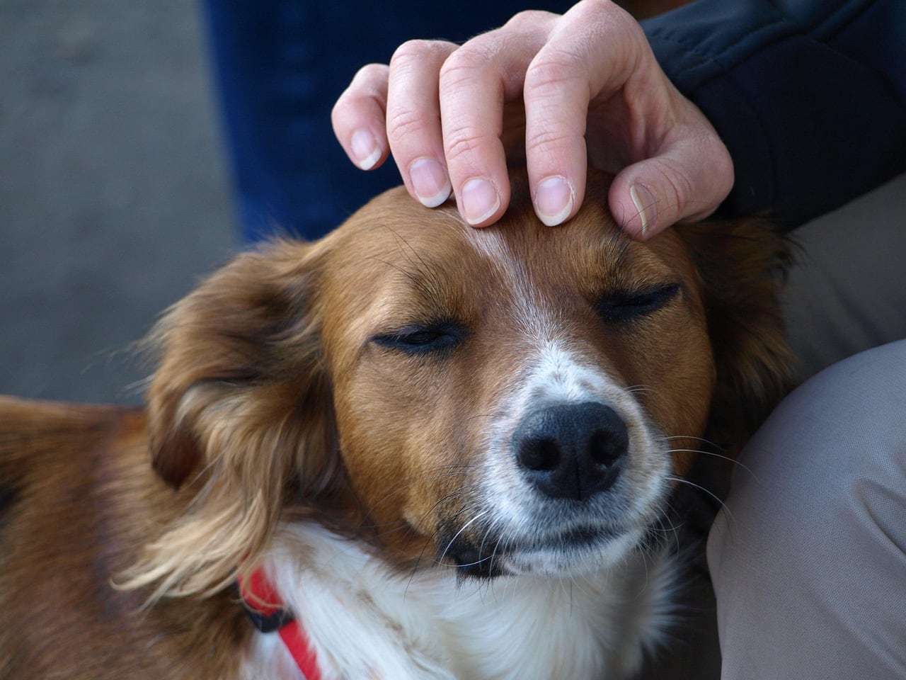 Qué significa que una persona siempre acaricie a los perros, según la ...