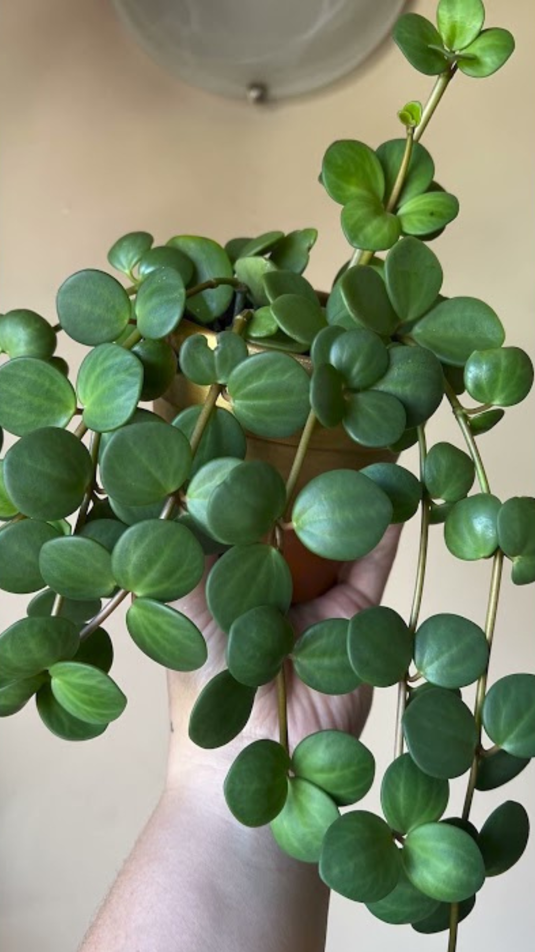 Cute round leaf succulents for indoors easy low maintenance plants you ...
