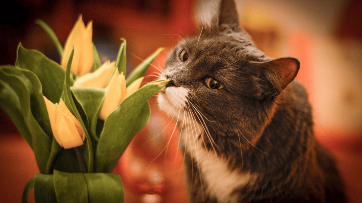 Vets reveal: 10 'normal' habits that are secretly hurting your cat