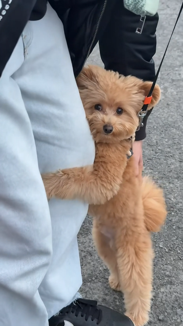 Cute puppy moments that will melt your heart instantly