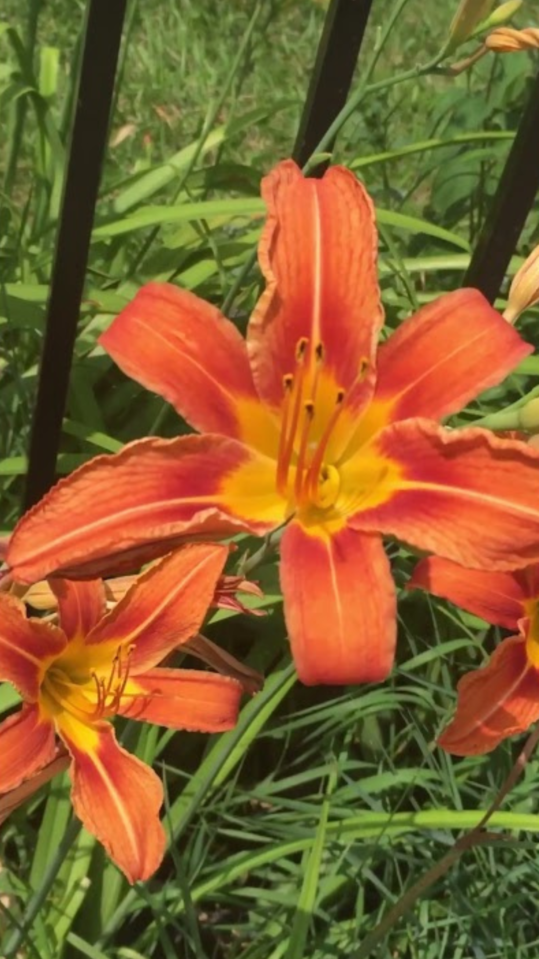 Best full sun perennials for your garden: easy low maintenance blooming ...