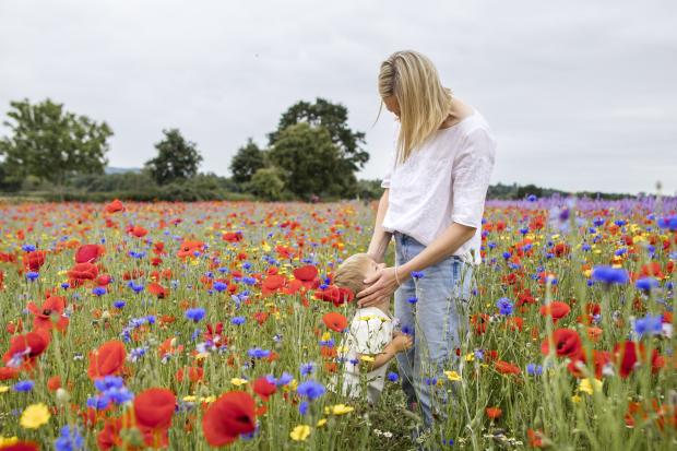 Confetti fields set to bloom again with 'most colourful display yet'