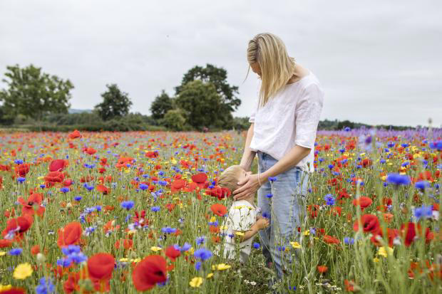 Confetti flower fields to open for summer with vibrant display