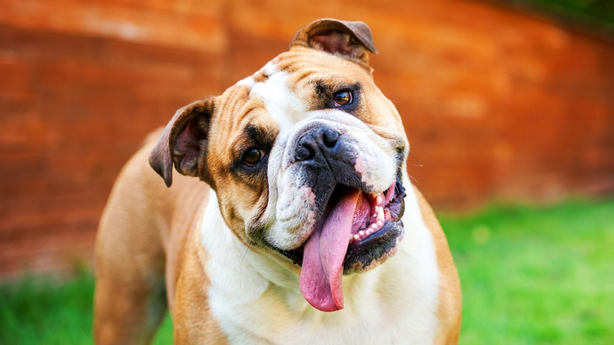 20 dog behaviors that aren't bad as many believe (they're just signs of ...