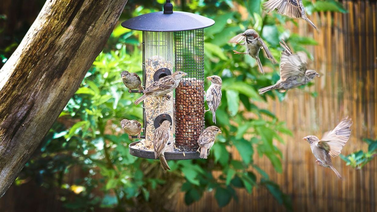 RSPB warning over bird feeders as disease risk rises in warmer months